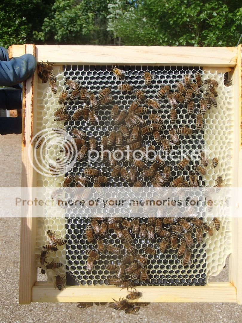 New cell rite foundation and frames, break out corners or not? | Beesource Beekeeping Forums